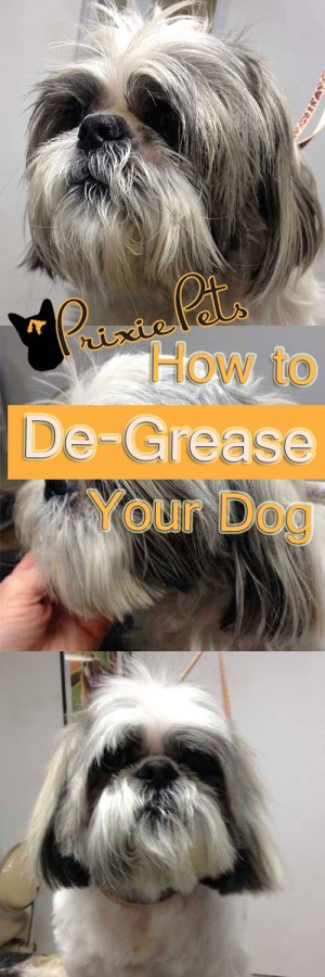 Degreasing Your Pet’s Coat | PrixiePets