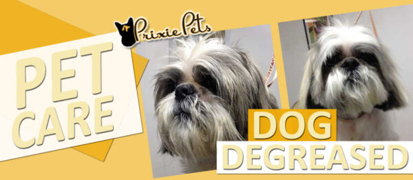 Degreasing Your Pet’s Coat | PrixiePets