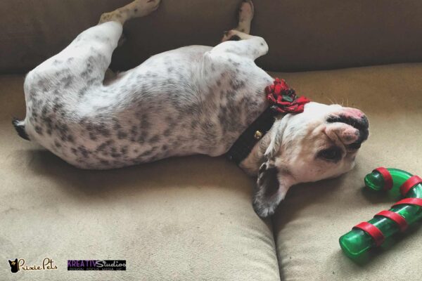 10 Reasons Why You love Your Frenchie | PrixiePets