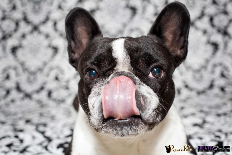 10 Reasons Why You love Your Frenchie | PrixiePets