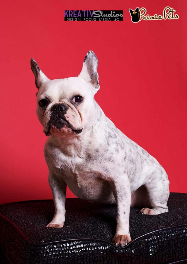 10 Reasons Why You love Your Frenchie | PrixiePets