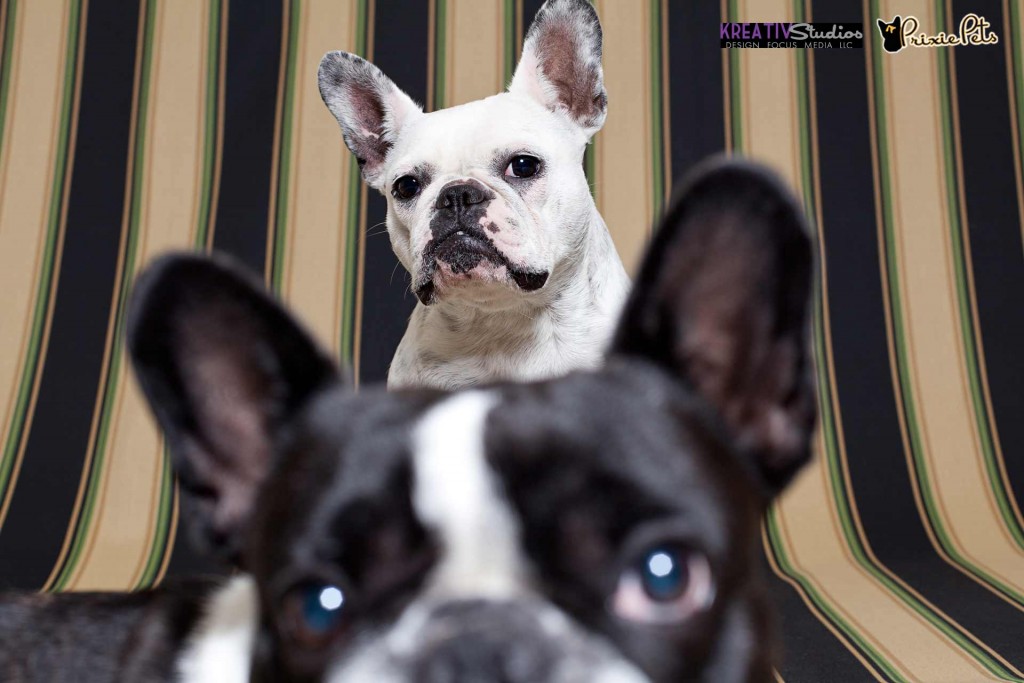 10 Reasons Why You love Your Frenchie | PrixiePets