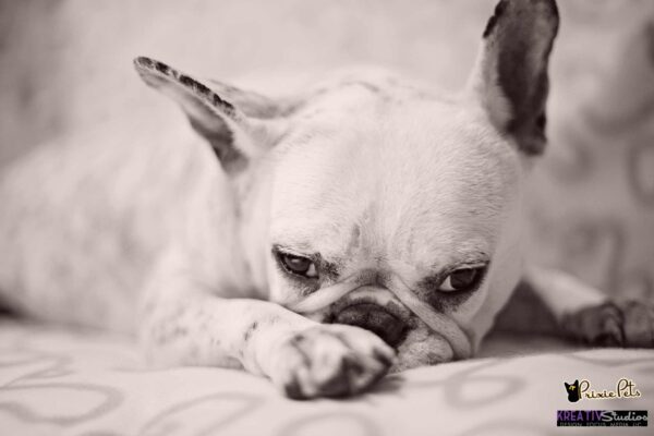 10 Reasons Why You love Your Frenchie | PrixiePets
