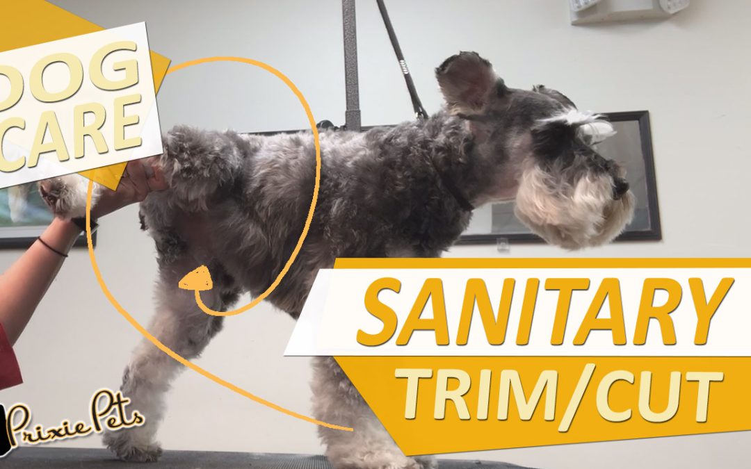 Dog-Sanitary-Trim | PrixiePets